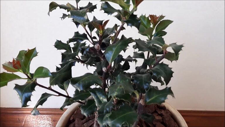 Guia Prático de Cultivo do Azevinho em Vaso: Dicas Essenciais para um ...