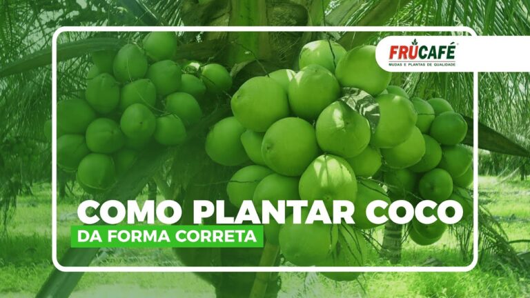 Dicas práticas para cultivar um coqueiro com sucesso: aprenda como ...