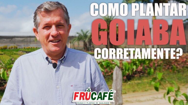 A Influência da Goiabeira na Agricultura de Portugal: Descubra os ...